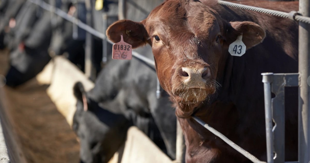 El Gobierno aclaró que el esquema de retenciones cero para la carne continuará hasta el 31 de ...