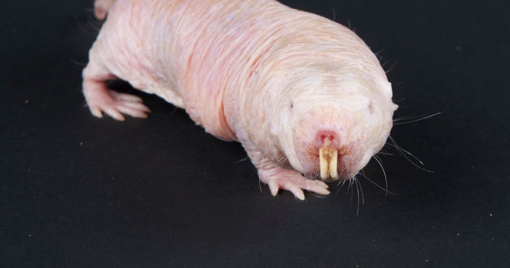 La rata topo desnuda que puede vivir más de 40 años sin enfermedades ...